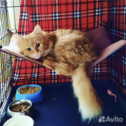 Котята в добрые руки даром