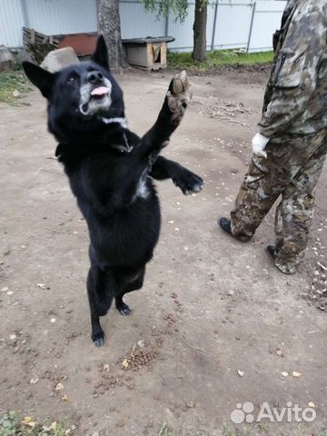 Случка, кобель