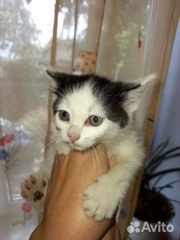 Котята в добрые руки бесплатно