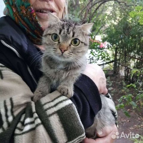 Кошка с котятами