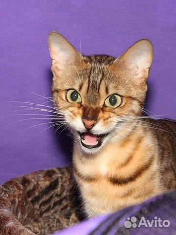 Бенгальская