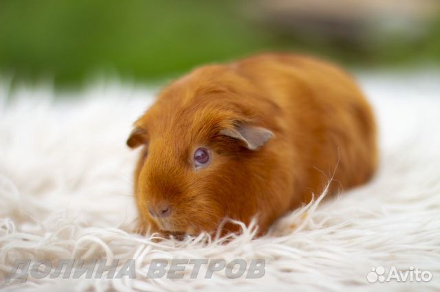 Девочка сатиновая морская свинка золотая, яркая