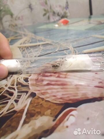 Муравьи Нигеры