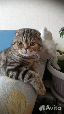 Шотландский кот вязка