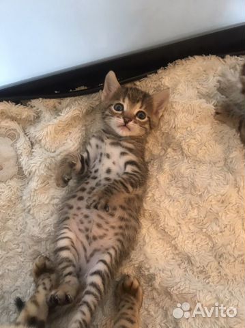 Бенгальские котята