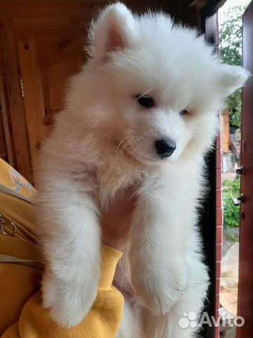 Самоедская лайка