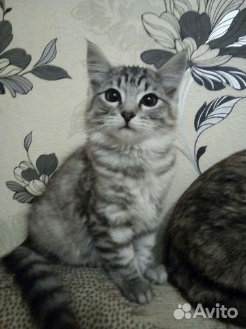 Котёнок
