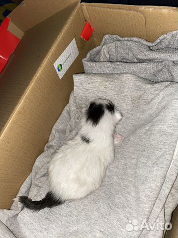 Котята в добрые руки (меньше месяца)