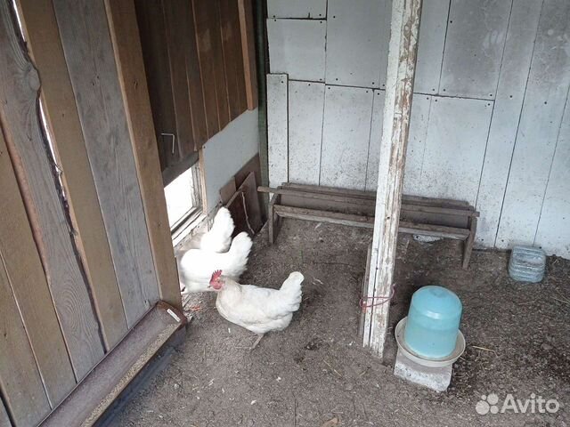Продам курочек