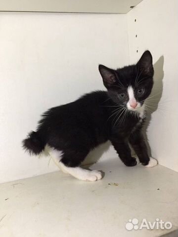 Котята бобтейлеры в добрые руки