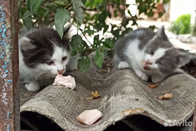 Котята ищут добрые ручки)