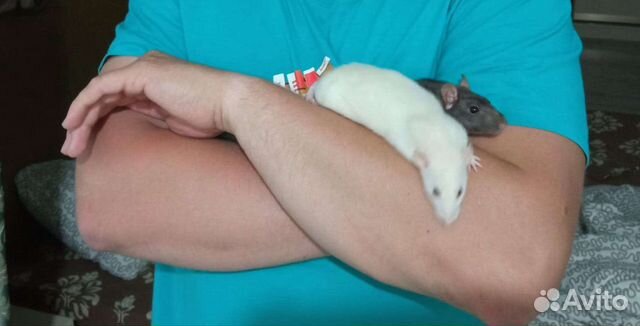 Отдам крыс