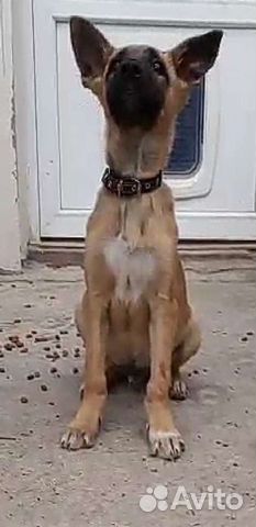 Метис овчарки в добрые руки