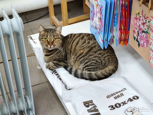 Бесплатный кот Юля