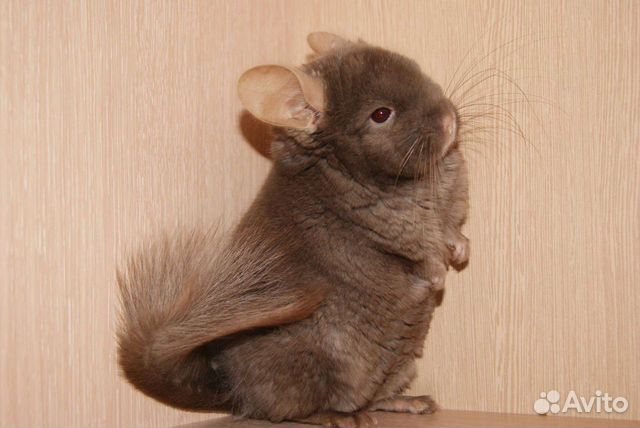 Шиншилла (Бархатная темная пастель, нос Ангоры, нф