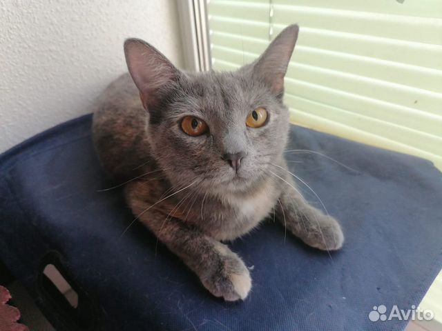Кошка/Русская голубая метис
