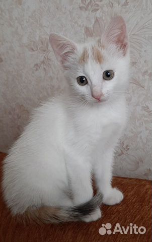 Котенок, девочка 2 мес