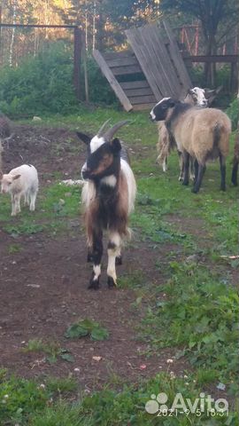 Продам козла