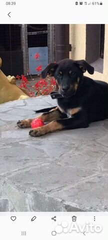 Собака в добрые руки щенок