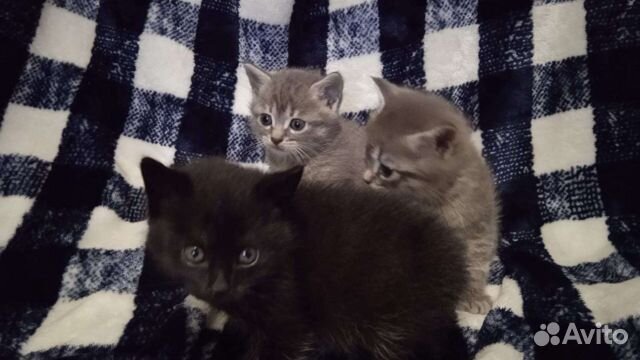 Продам умненьких котяток