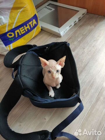 Котенок сфинкс