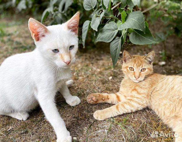 Котята 4-5 месяцев в дар