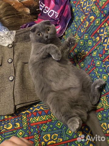 Вислоухий британец (кошка)