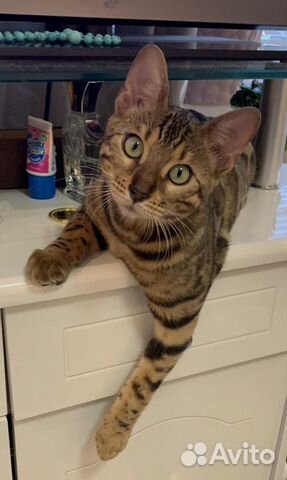Бенгальская кошка