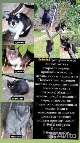 Котята ищут добрых ответственных хозяев