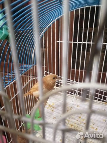 Отдаю в хорошие руки двух амадинов