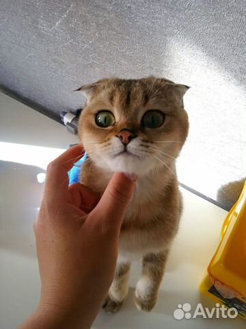 Кошка Золотая шиншилла ищет жениха