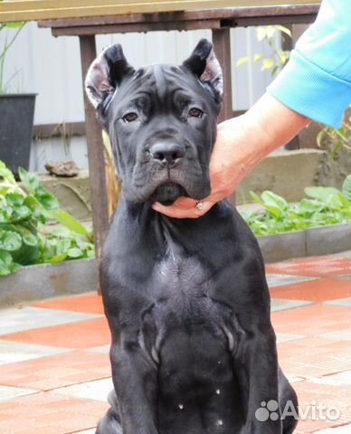 Кане корсо черная девочка