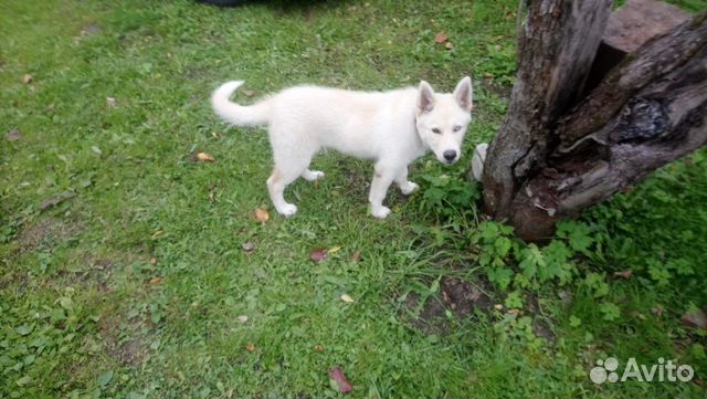 Отдам в добрые руки хаски помесь с лайкой. Щенок