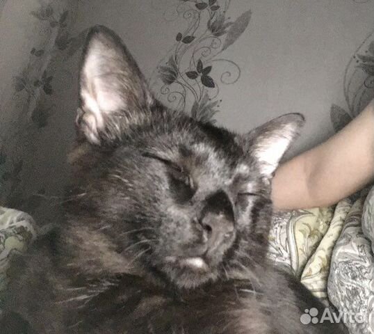 Сладкий котеночек