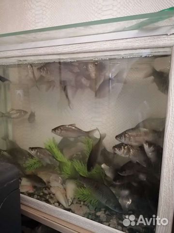 Карасики живец