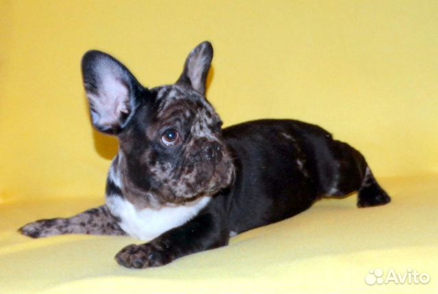 Мальчик мерль