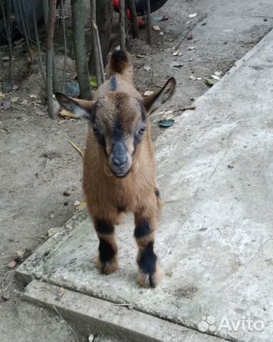 Козлик Камерунский чешской молочной линии