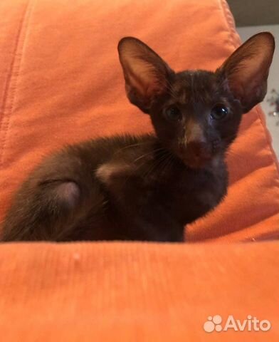 Котенок ориентал шоколадный