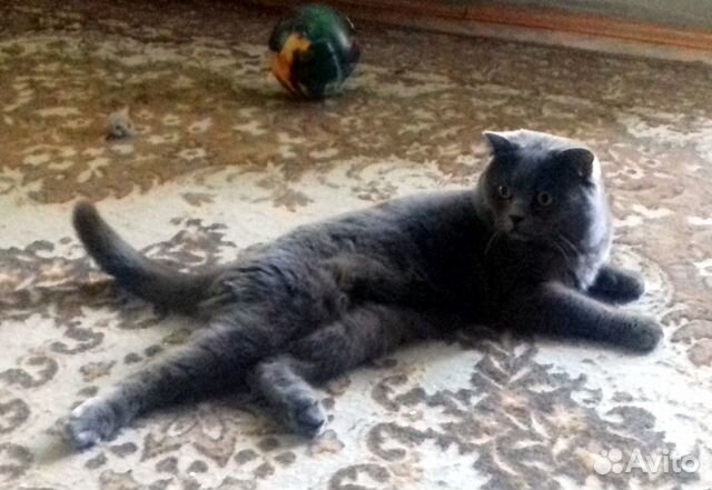 Отдам котика-британа