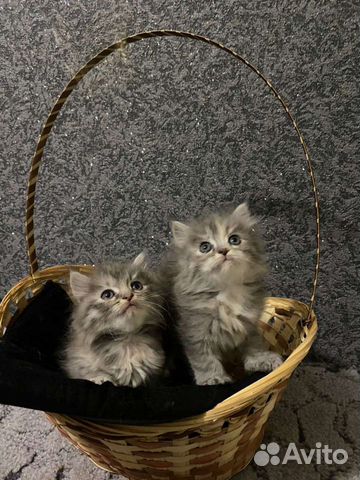 Котята от персидской кошки