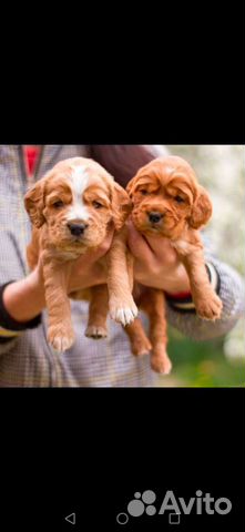 Английский кокер спаниель