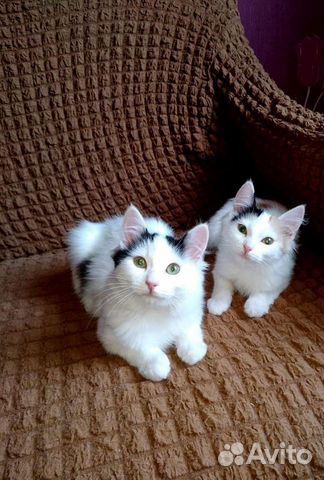 Котята в добрые руки, 4,5 мес, ищут дом