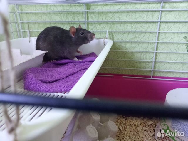 Крысы декоративные, самцы