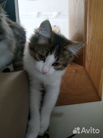 Котенок мальчик в добрые руки