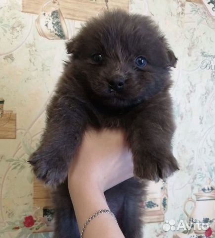 Собака щенок щенки в дар бесплатно добрые руки