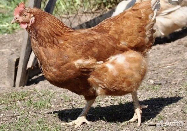 Курицы несушки
