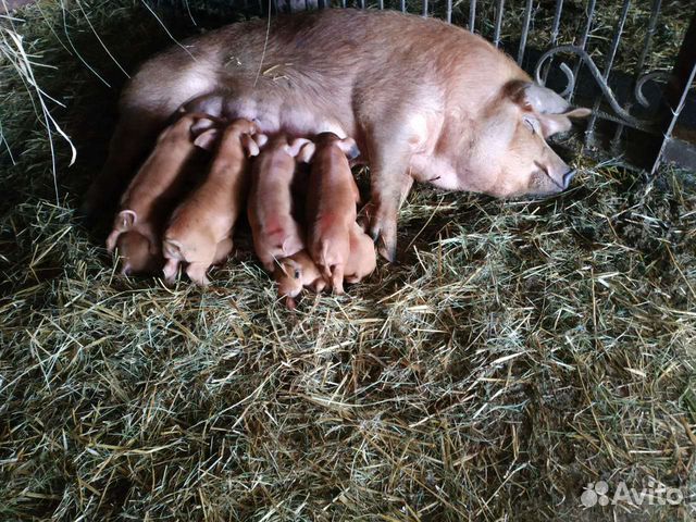 Поросята