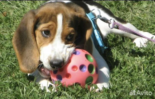Щенки бигль москва