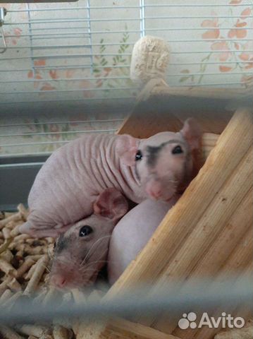 Крыса сфинкс