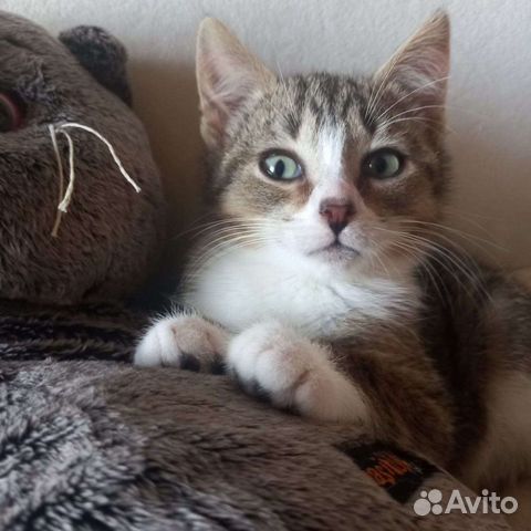 Котенок Веня в добрые руки